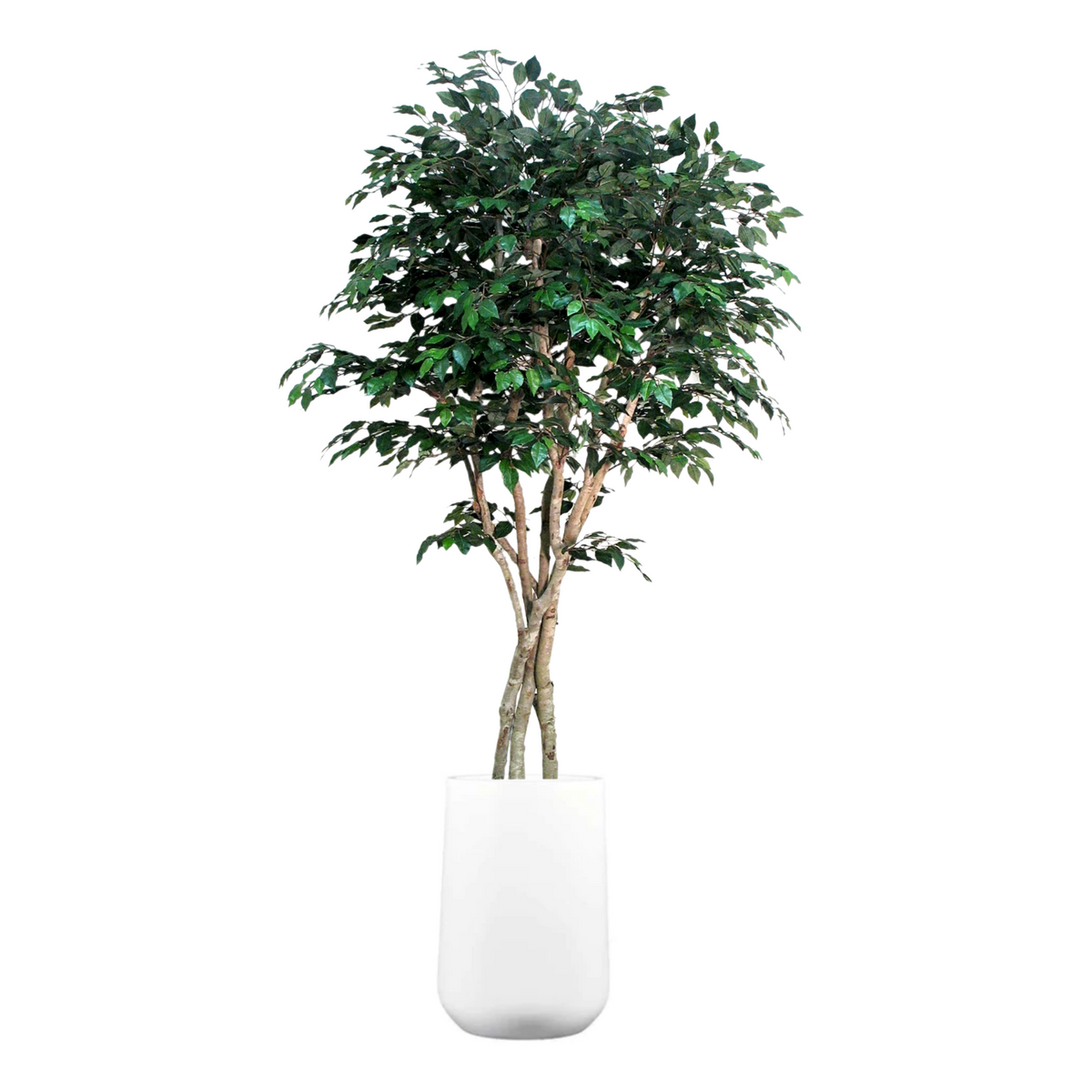 Ficus Tree Hand Drilled onto Wetland Tunks in Growers Pot (container s