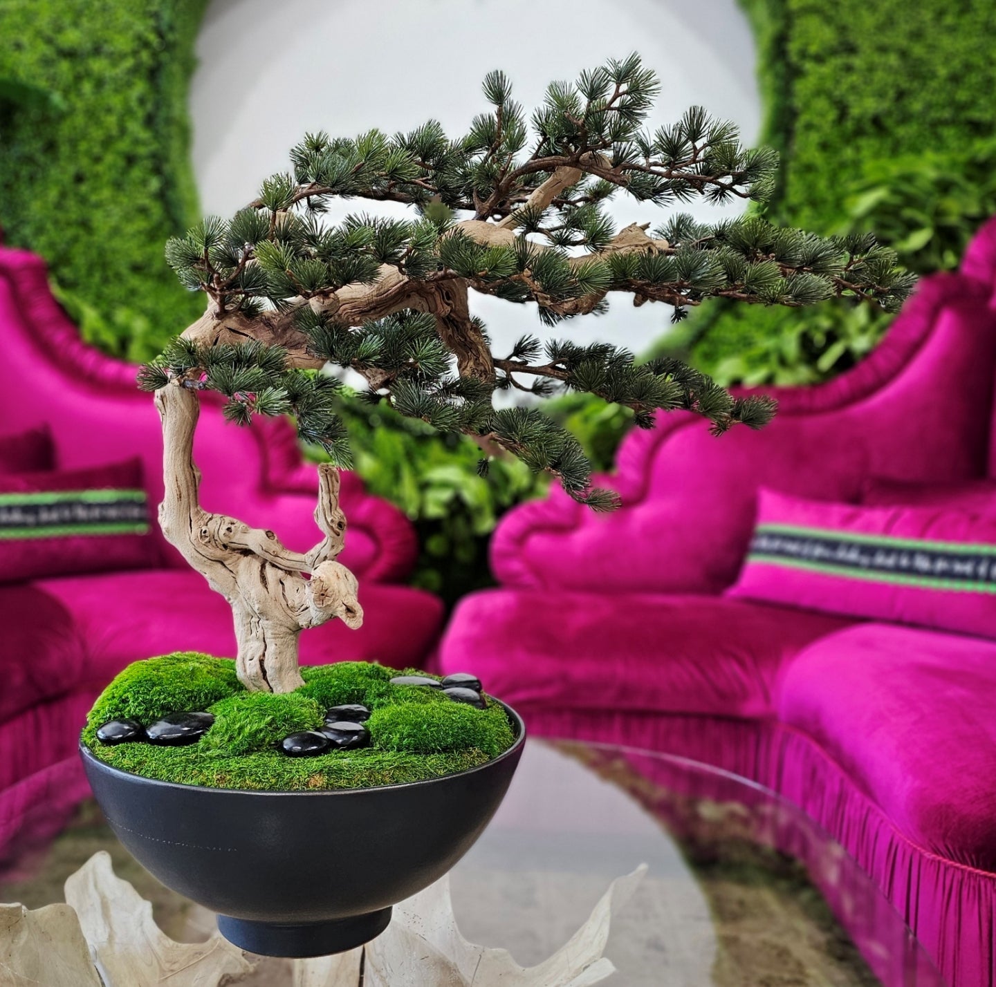 Bonsai Tree with Ming Pine on Grapewood in Bowl with Mosses and Rocks ...