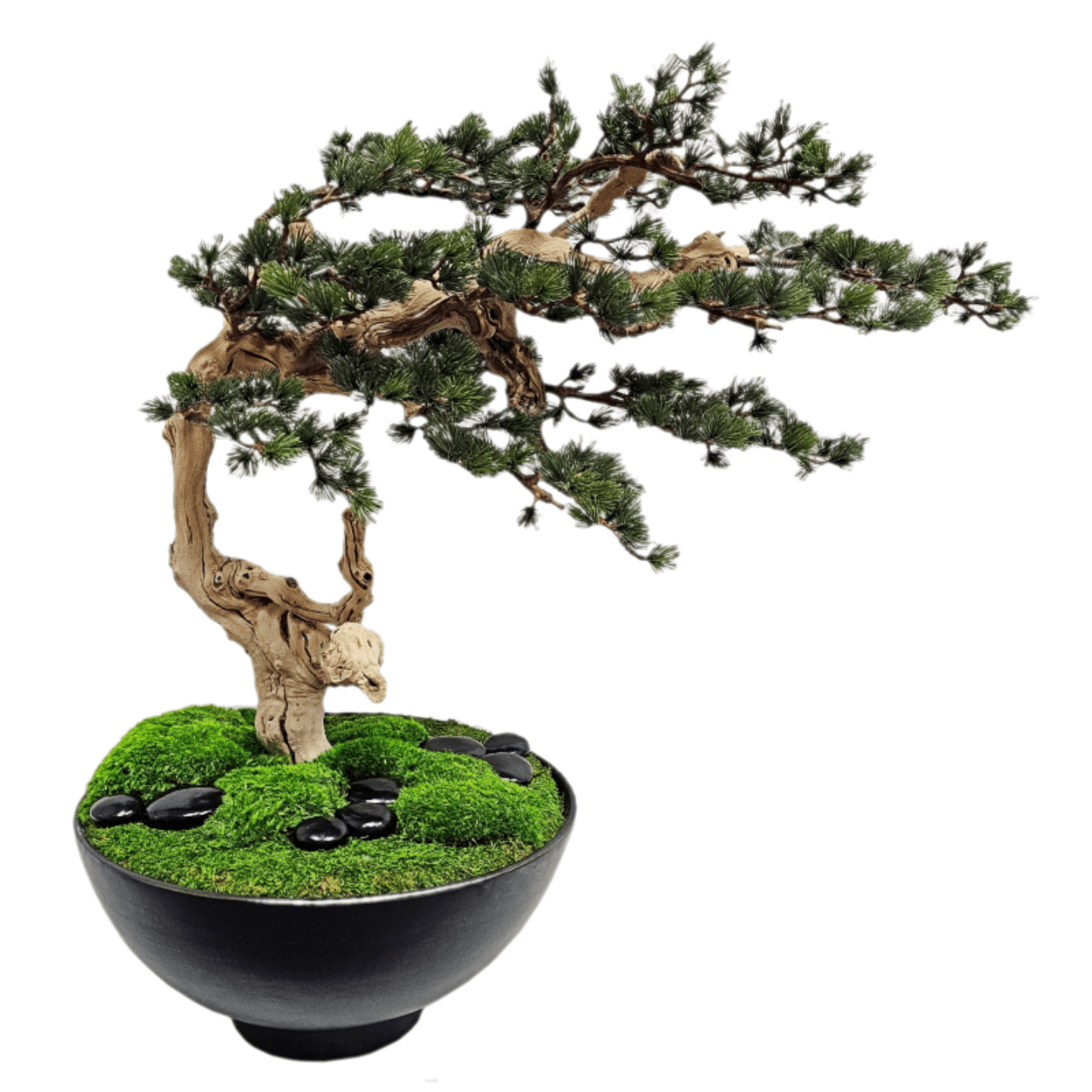 Bonsai Tree with Ming Pine on Grapewood in Bowl with Mosses and Rocks ...
