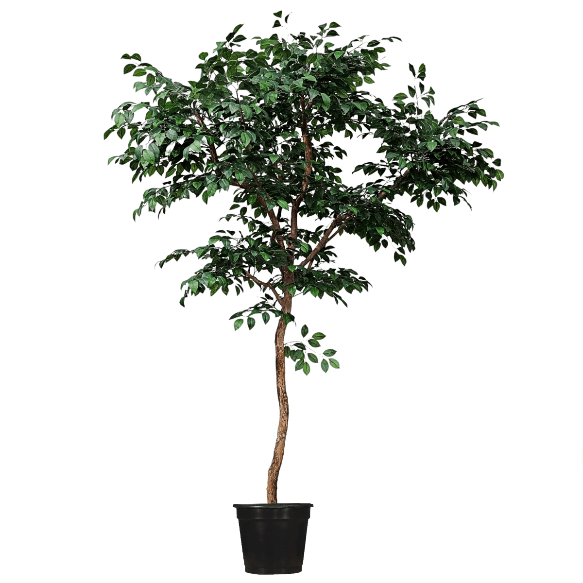 Camelia Tree on Single Trunk - Various Sizes Available – LDF Silk