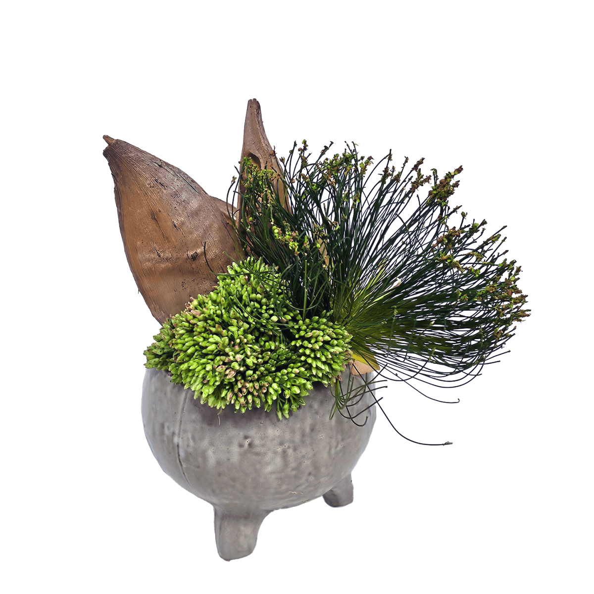 Cypress Bloom, Sedum and Sora Pod in Footed Container. FH: 10"H – LDF Silk