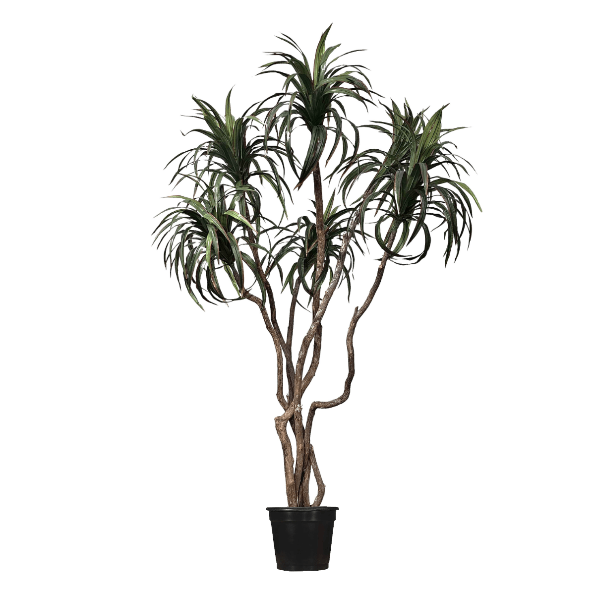 Dracaena Tree with Curled Leaves on Natural Dragonwood Trunks - Variou ...